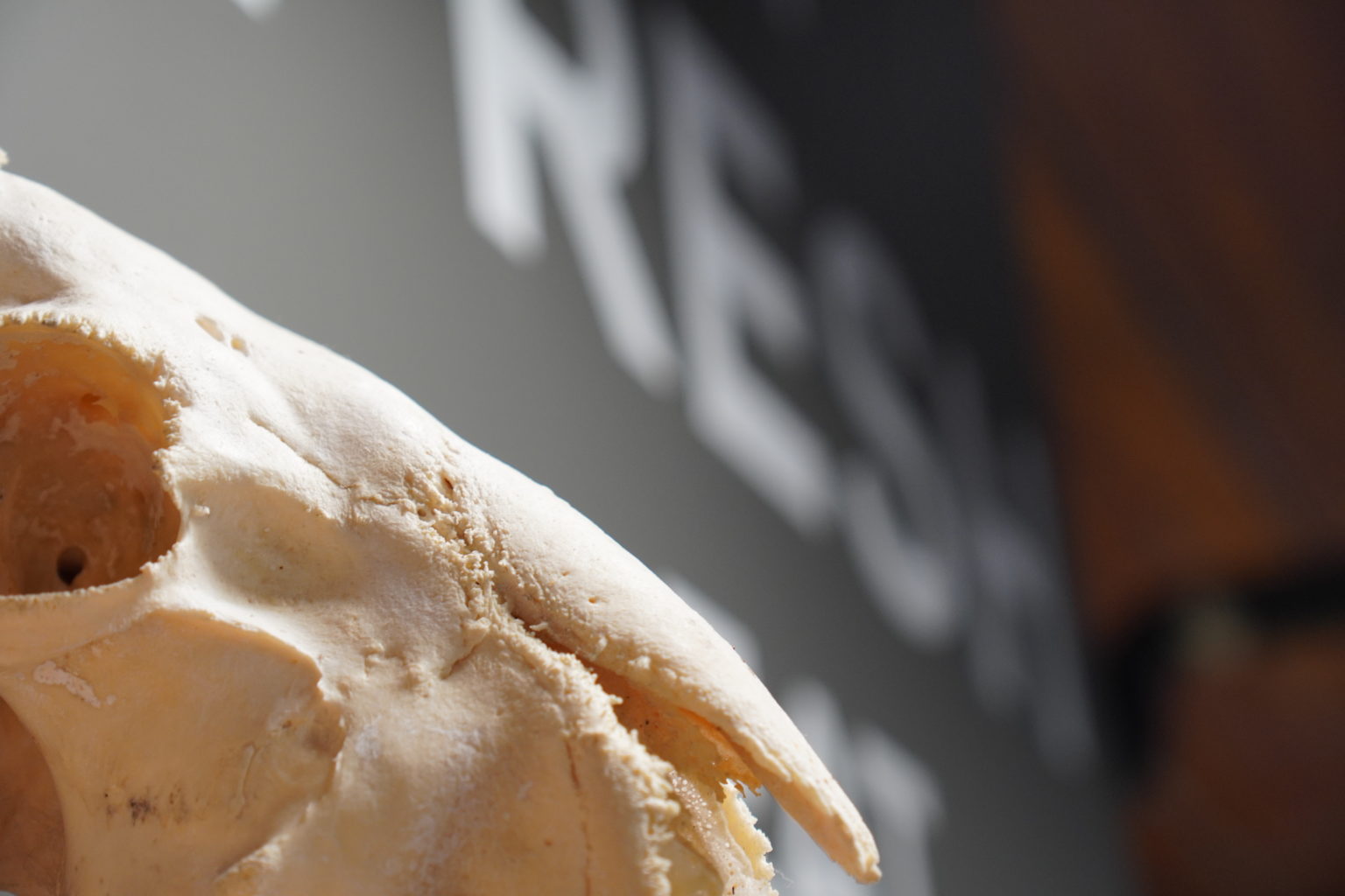 Services - ACME Meat Market